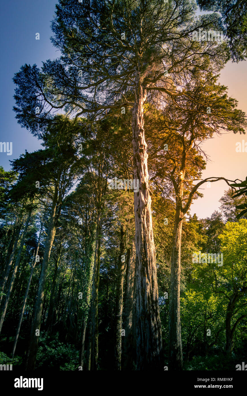 Old tall trees in the park of Sintra at the Pena Palace, Portugal Stock ...