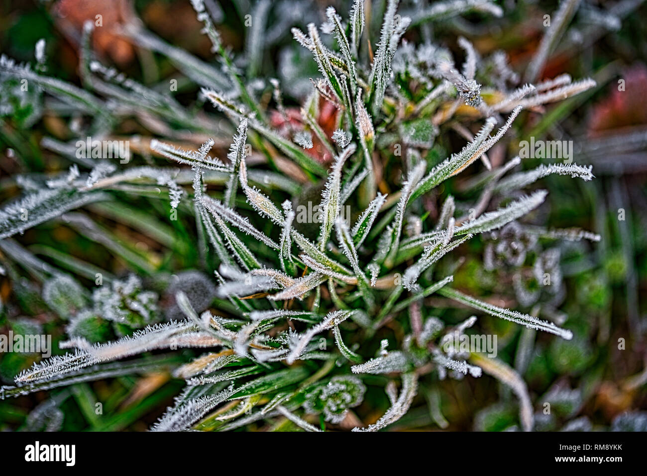 The Frozen Nature Frozen Plants Icy Morning Stock Photo - Alamy
