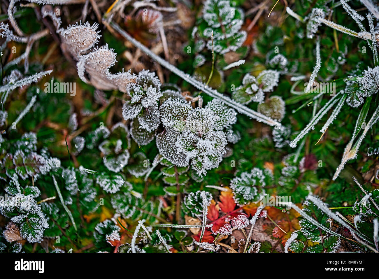 The Frozen Nature Frozen Plants Icy Morning Stock Photo - Alamy
