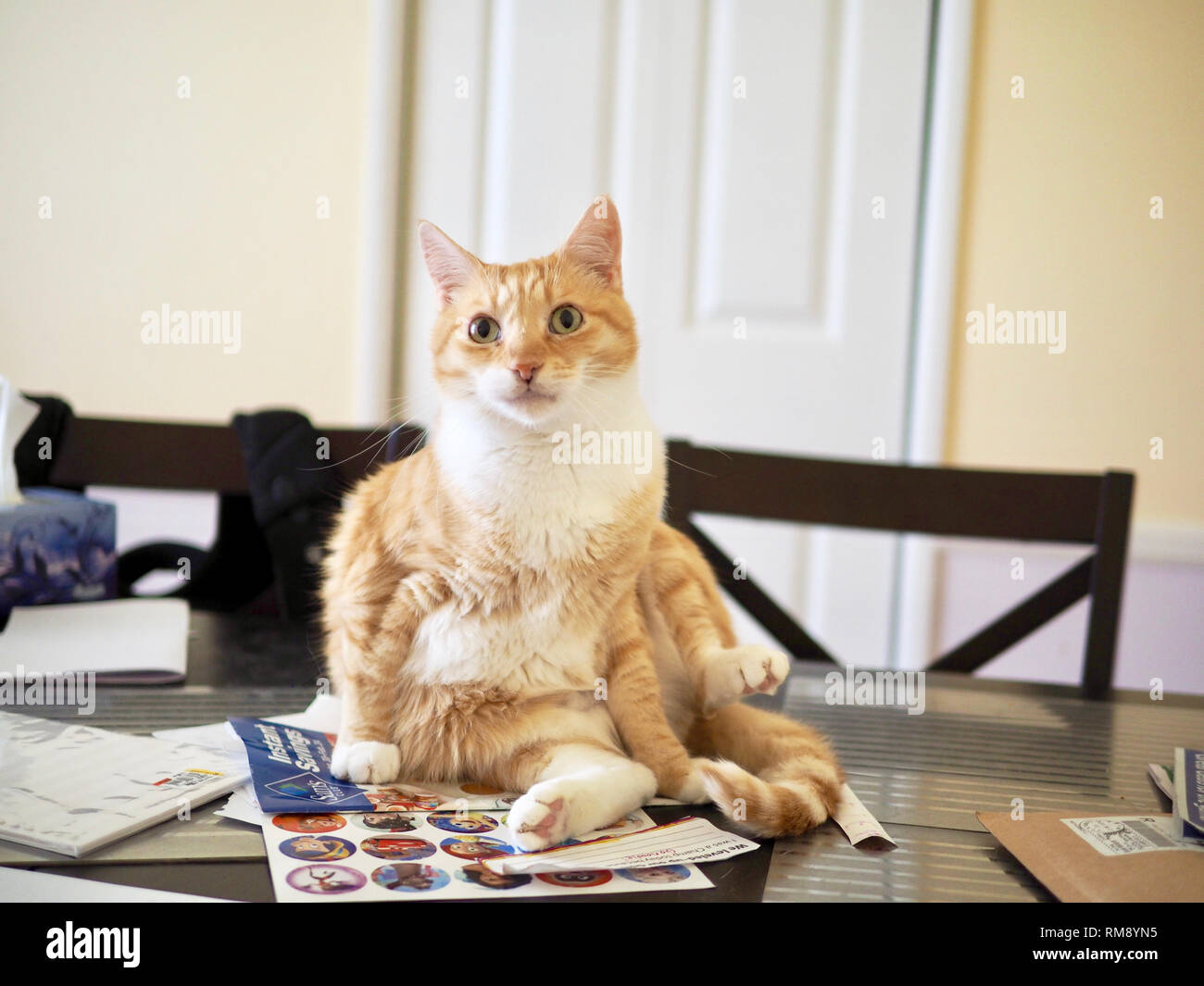 Cat sitting like hi-res stock photography and images - Alamy
