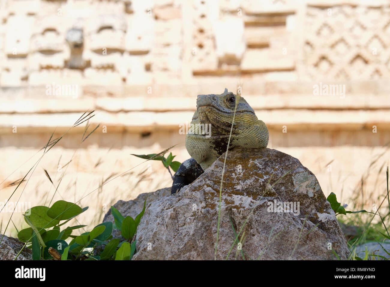 Iguana posing at Uxmal, ruins of Mayan city in Yucatan, Mexico Stock ...