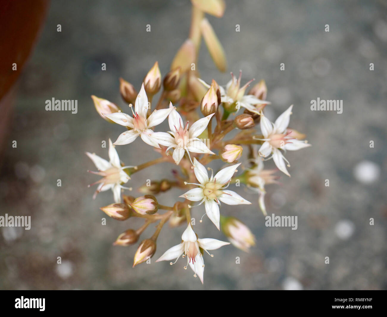 Cute little white succulent flowers Stock Photo - Alamy