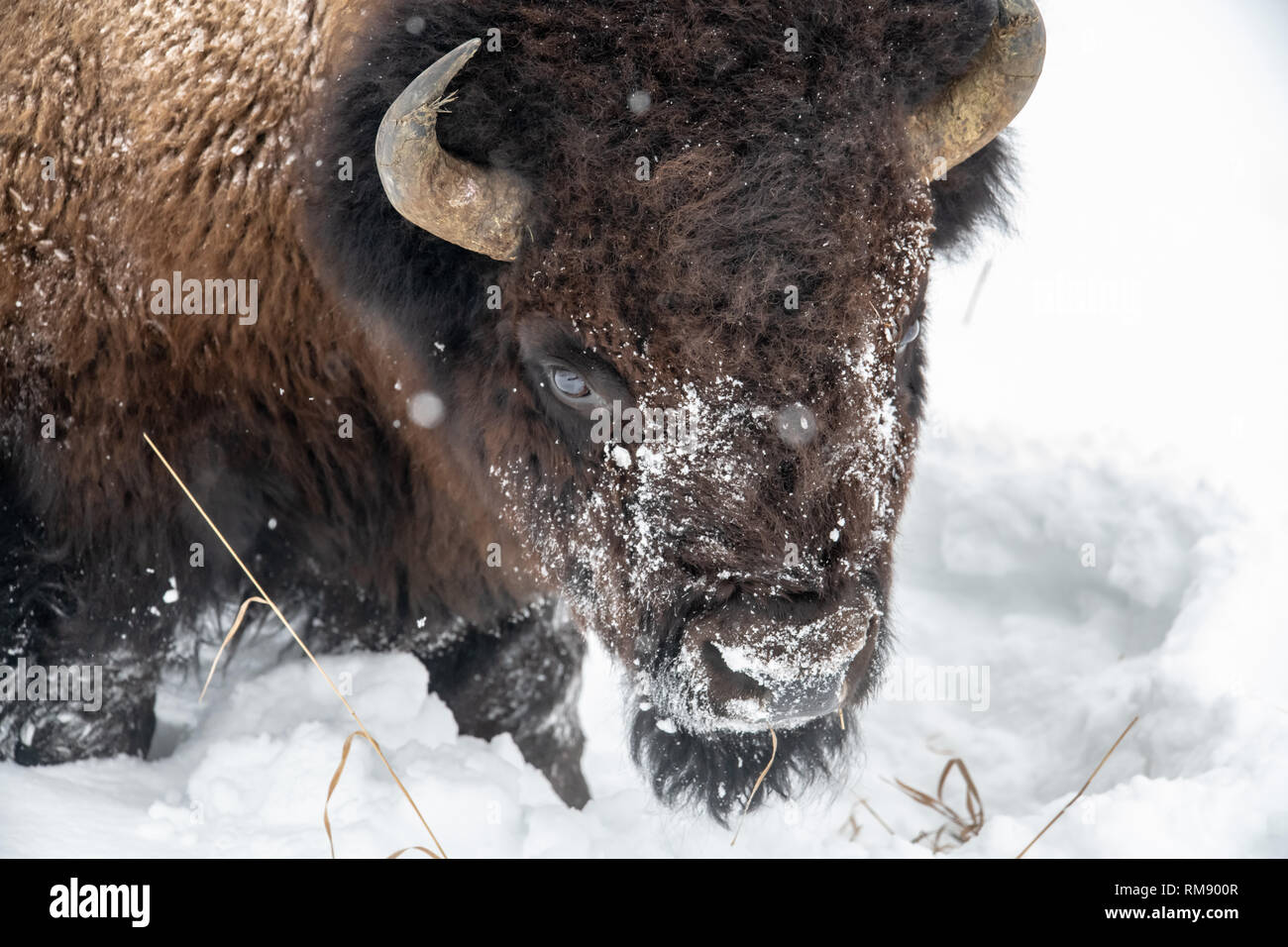 American bison (Bison bison) in Yellowstone's winter snow Stock Photo ...