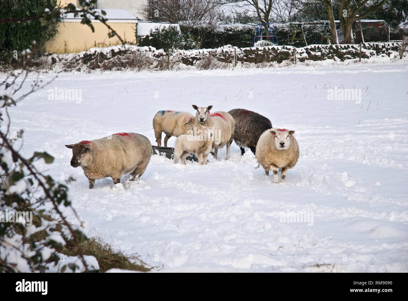 Deep freeze spray hi-res stock photography and images - Alamy