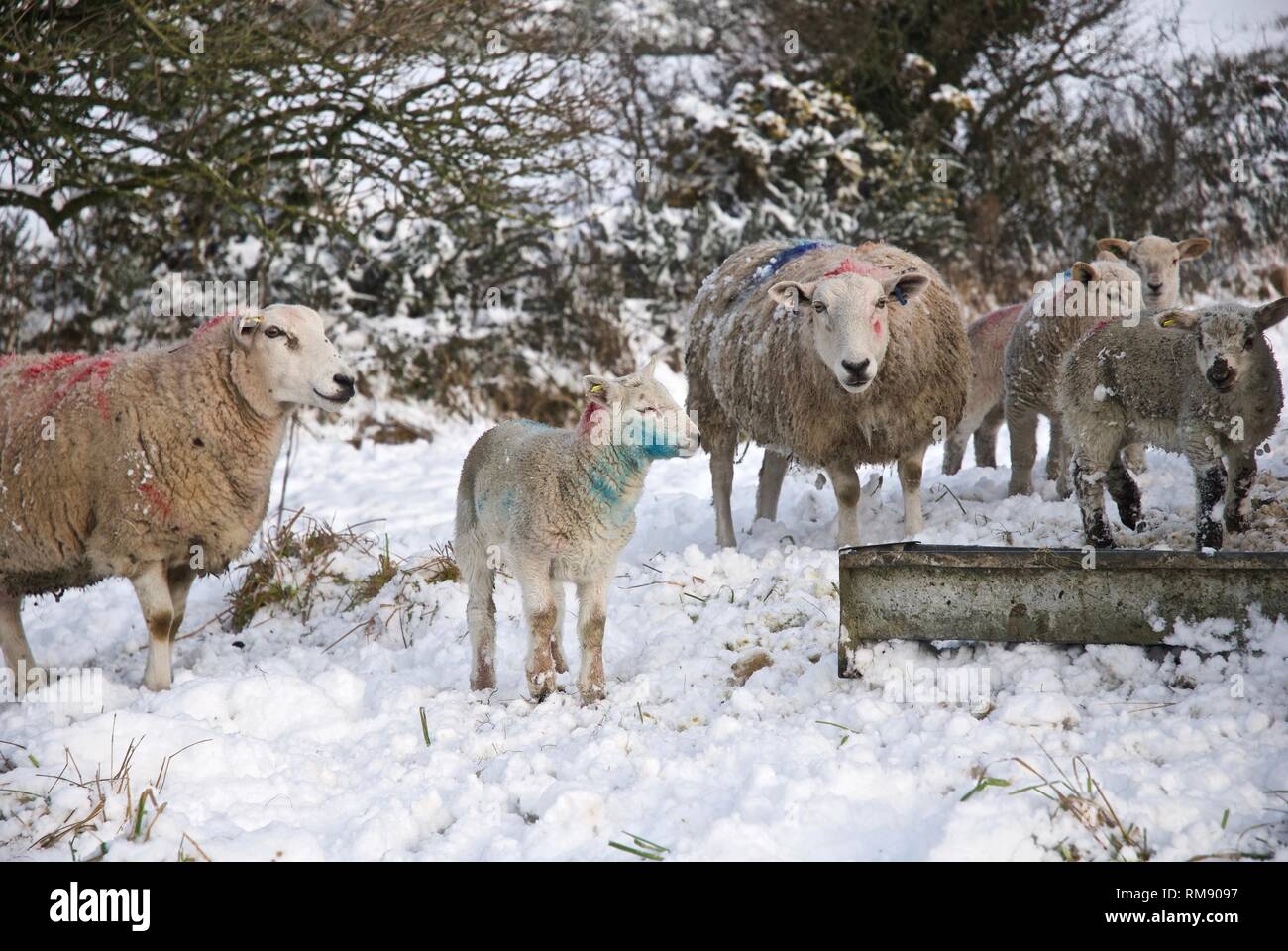 Sheep and their lambs in deep snow, Winter, Rhosneigr, Anglesey, North ...