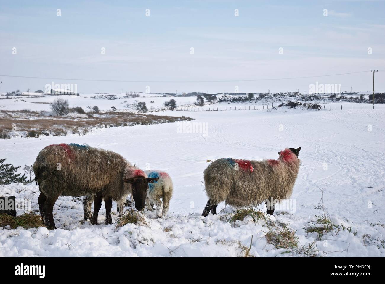Deep freeze spray hi-res stock photography and images - Alamy