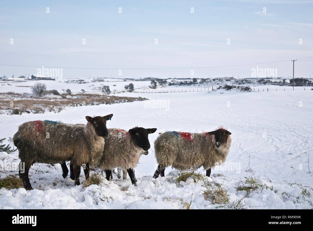 Sheep and their lambs in deep snow, Winter, Rhosneigr, Anglesey, North ...