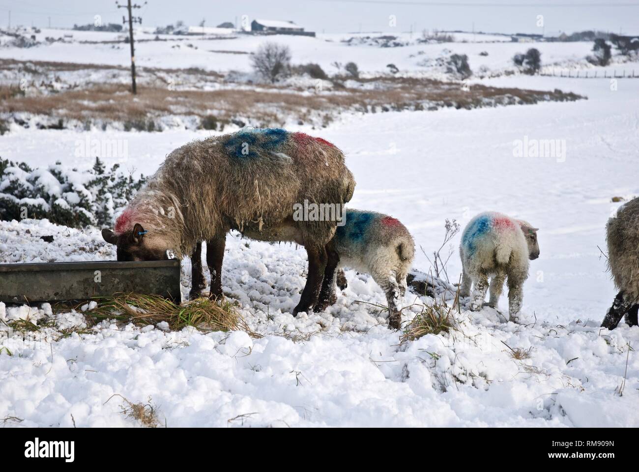 Deep ram hi-res stock photography and images - Alamy