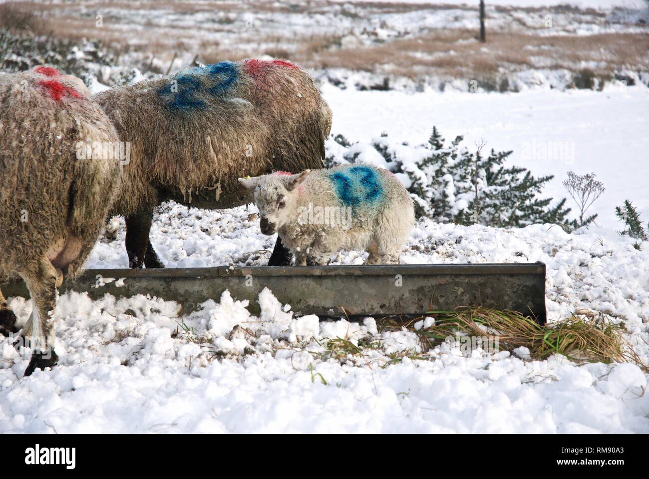 Sheep and their lambs in deep snow, Winter, Rhosneigr, Anglesey, North ...