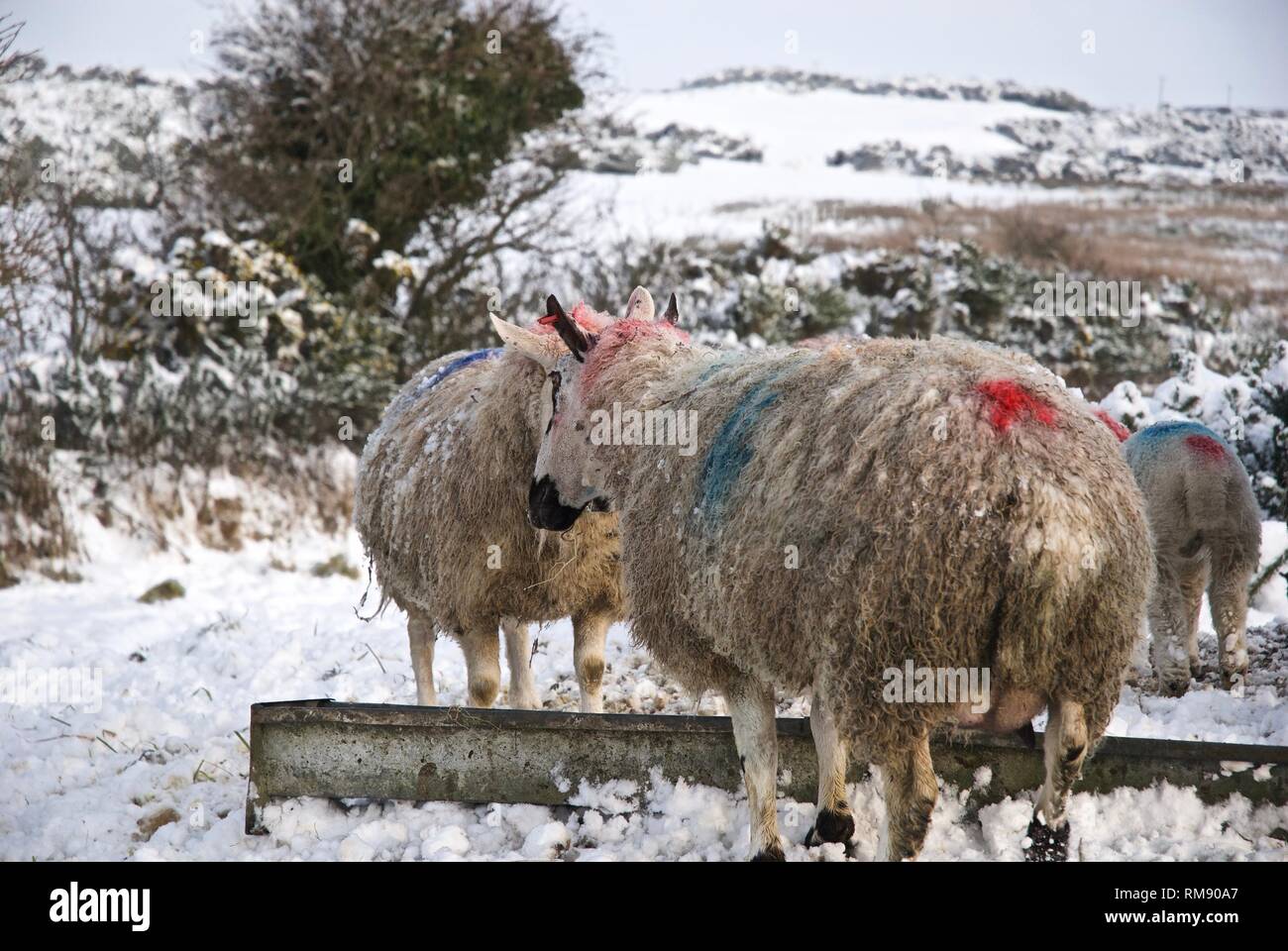 Deep freeze spray hi-res stock photography and images - Alamy