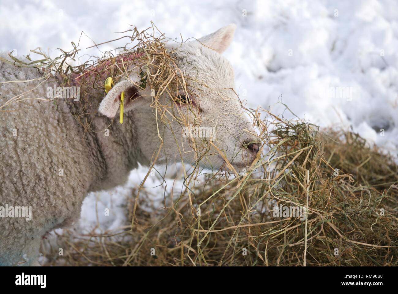 Farmer lamb snow hi-res stock photography and images - Alamy