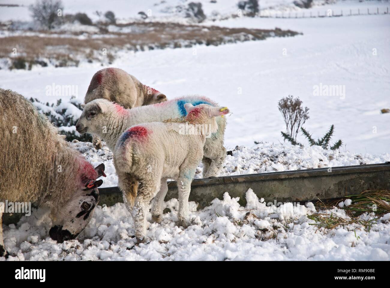 Deep freeze spray hi-res stock photography and images - Alamy