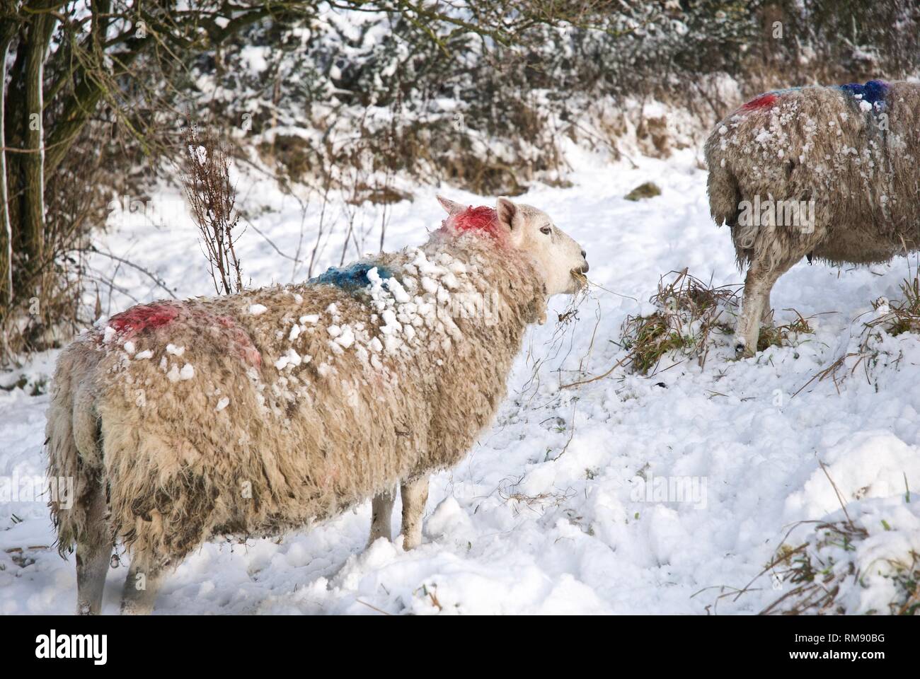 North wales sheep farming hi-res stock photography and images - Alamy