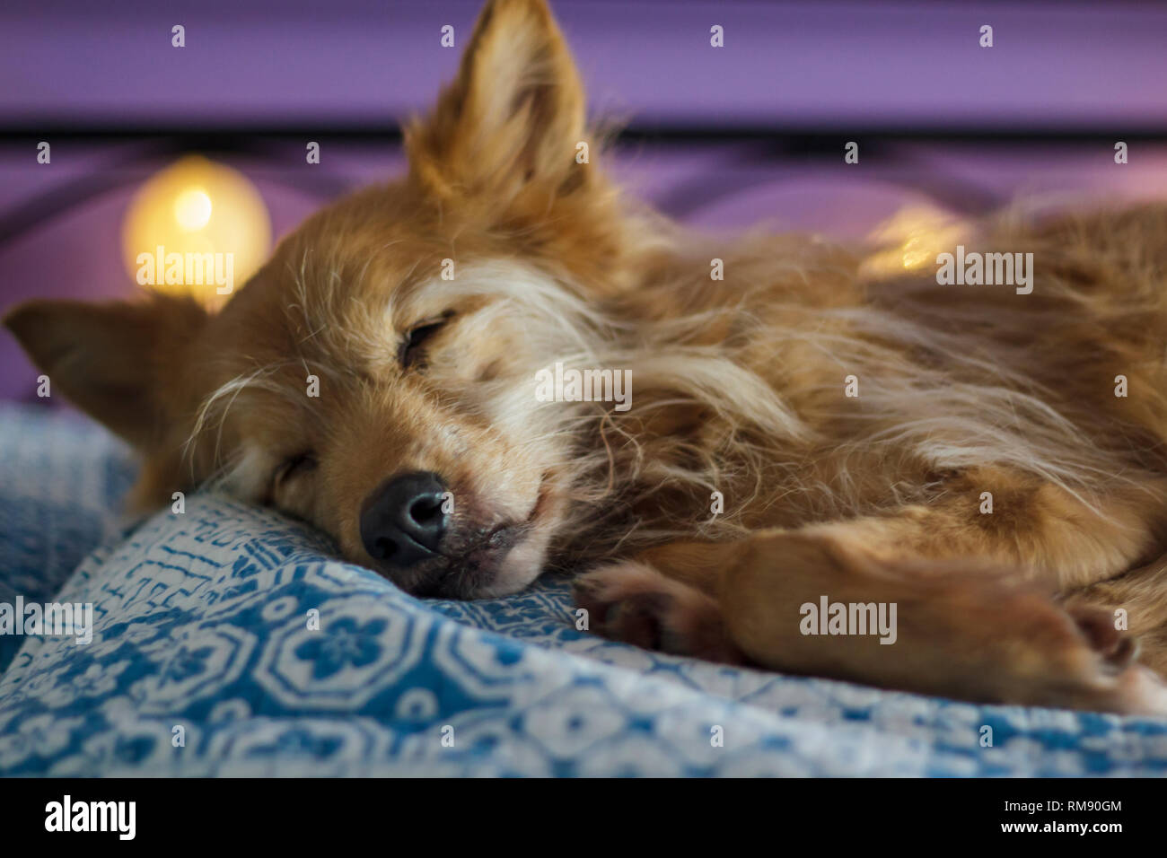 Dog sleeping in bed hi-res stock photography and images - Alamy