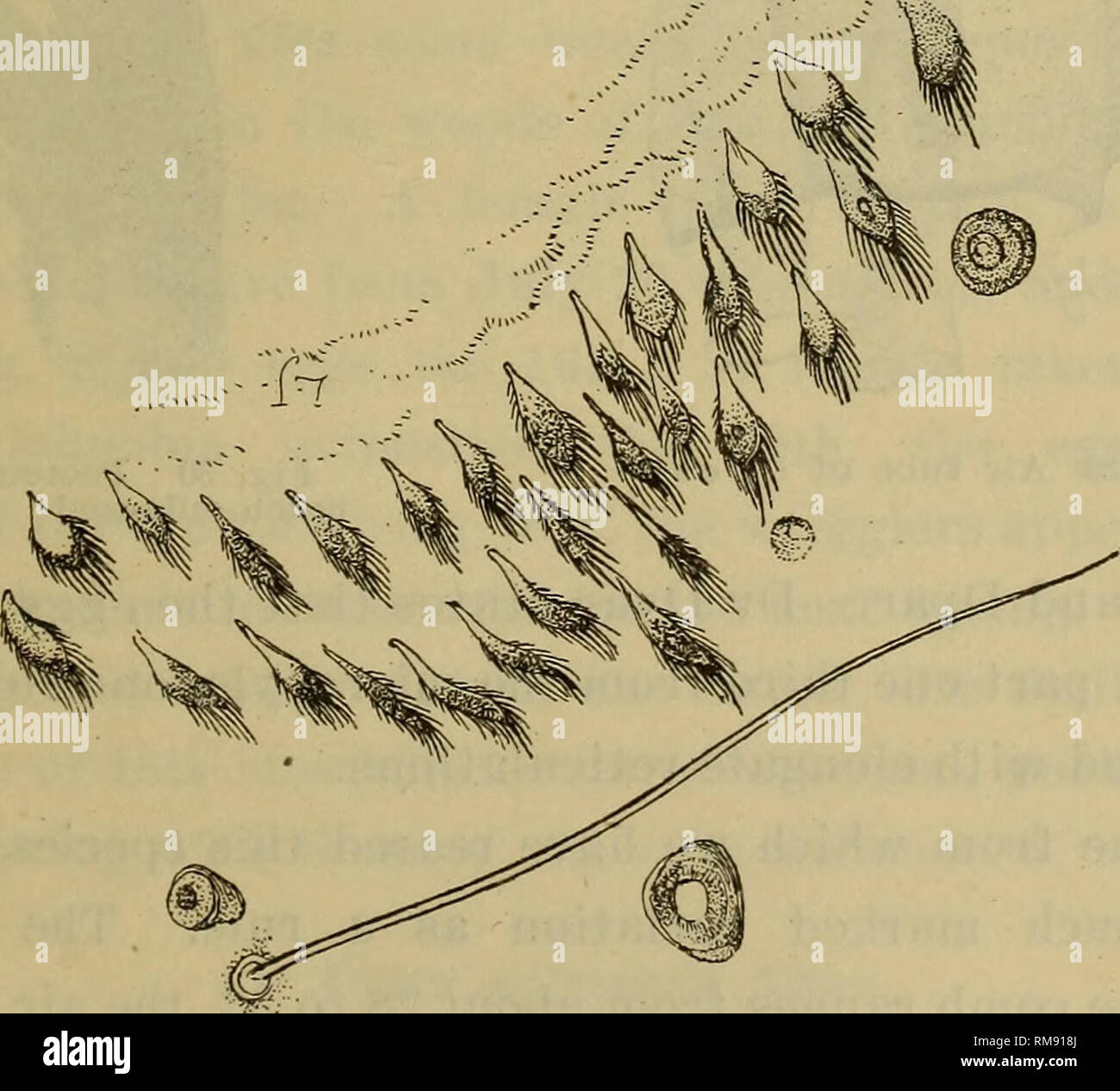 Labial plate hi-res stock photography and images - Alamy