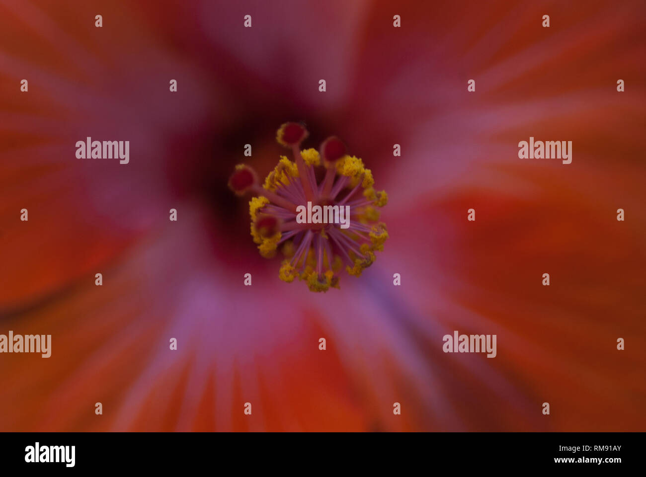 Closeup of a hibiscus flower stamen, stigma and pollen Stock Photo - Alamy