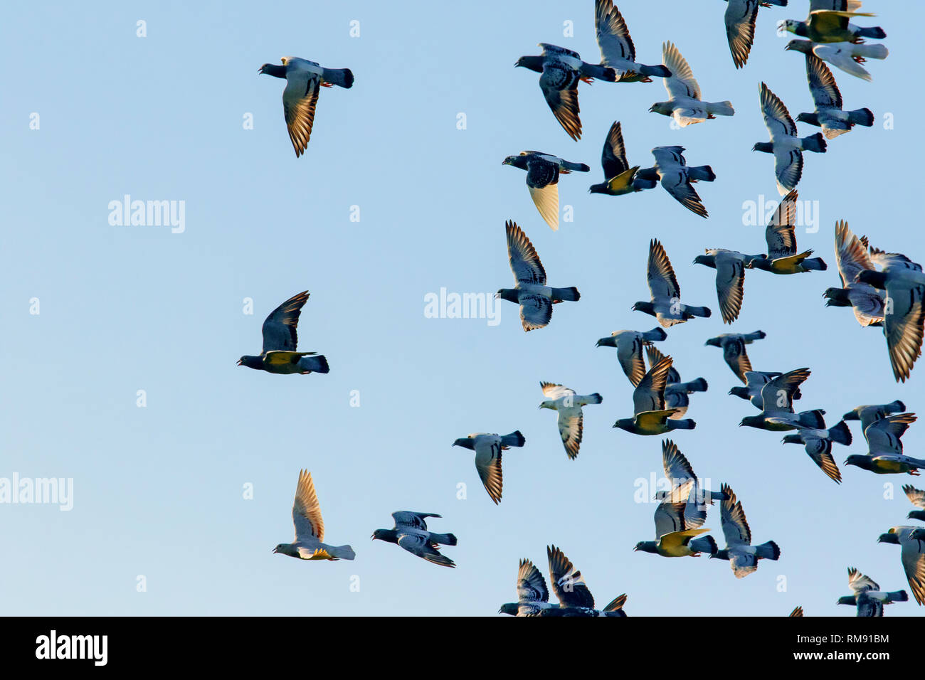 flock speed racing pigeon flying against clear blue sky Stock Photo - Alamy
