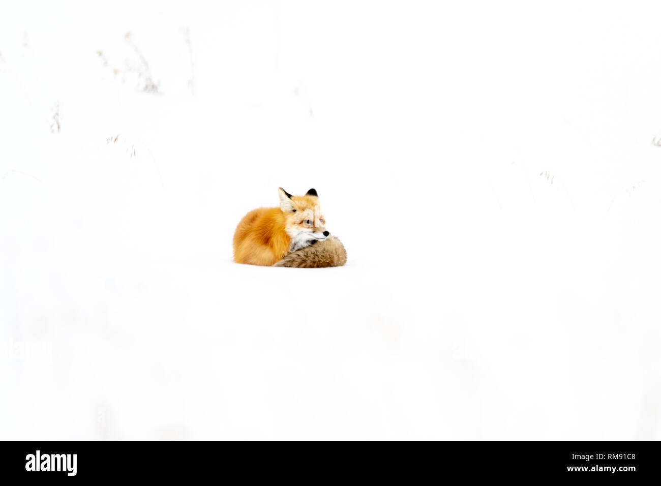 Red fox (Vulpes vulpes) resting in Yellowstone National Park, USA Stock ...