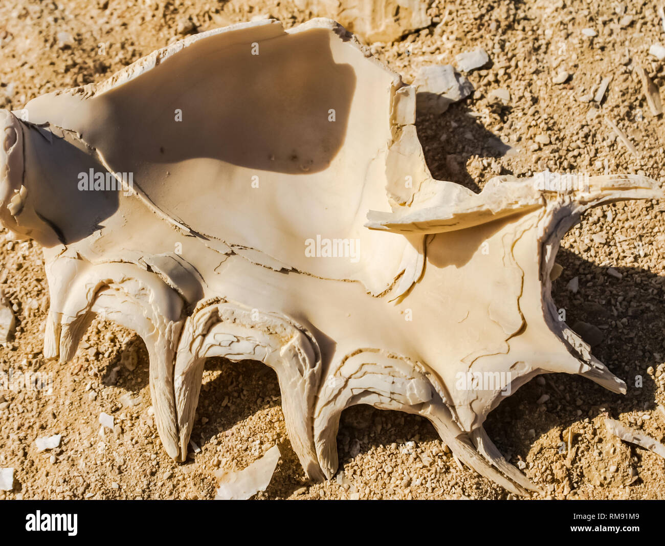 Old clam shell in the sand, shell with spikes.Old clam shell in the ...