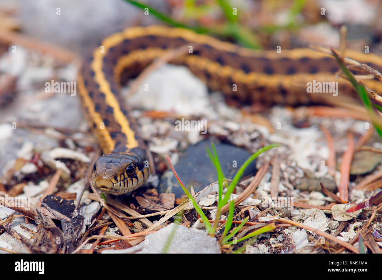 Common Garter Snake (Thamnophis sirtalis) on the ground Stock Photo - Alamy