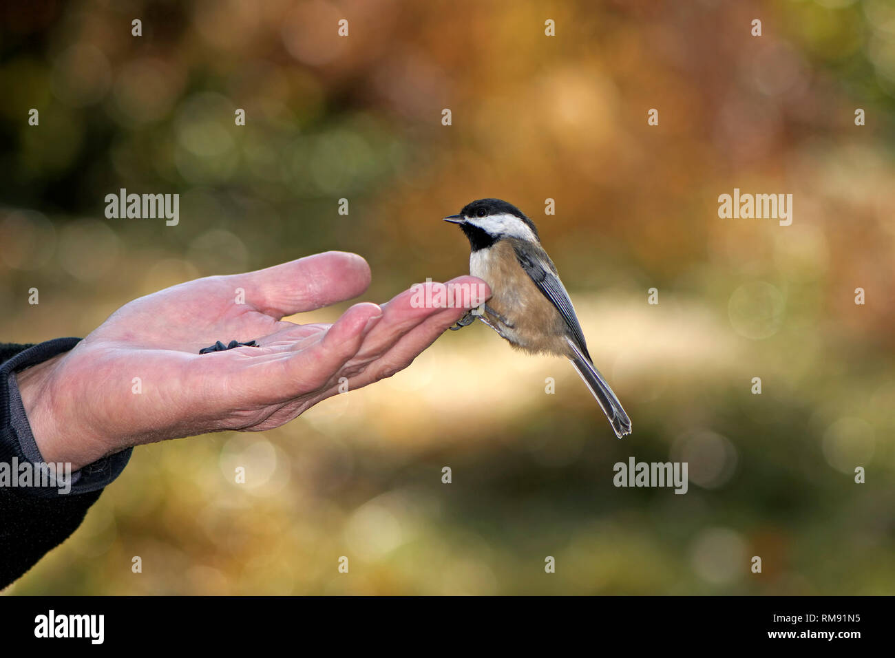 A Black-capped Chickadee (Poecile atricapillus) sitting on a man`s hand ...