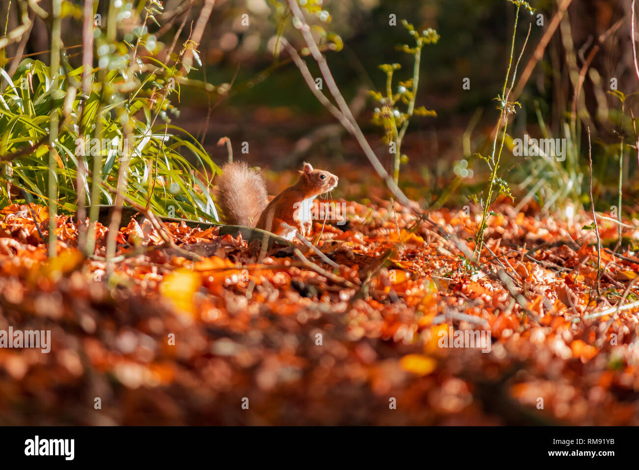 Scottish red squirrel hi-res stock photography and images - Alamy
