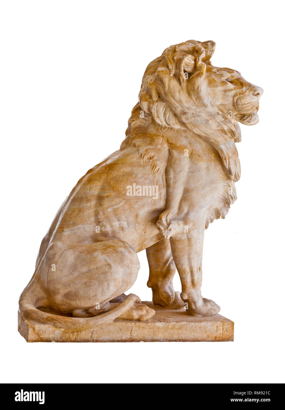 Muscular Lion Sitting