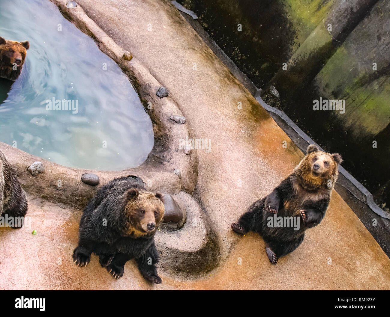 Ainu bear hi-res stock photography and images - Alamy