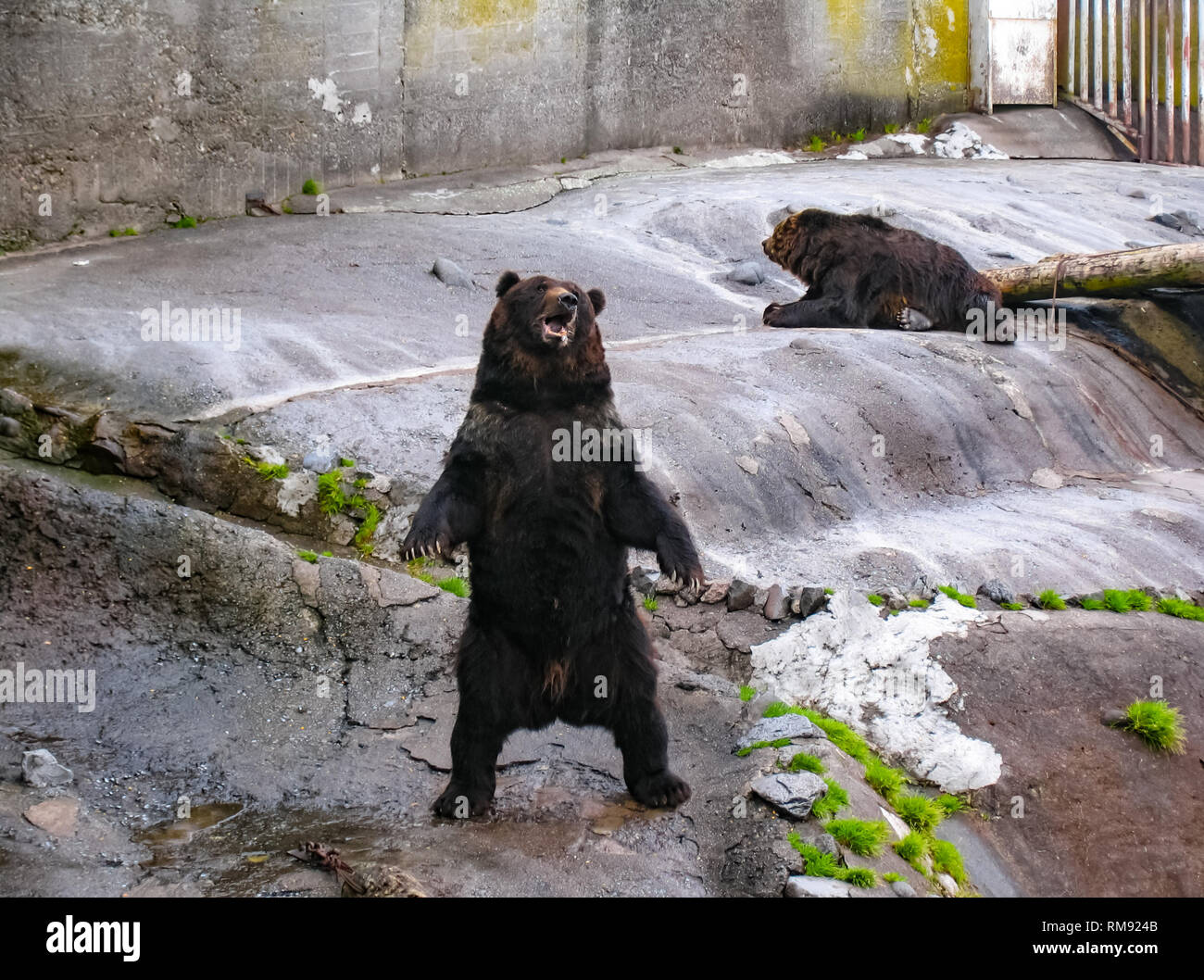 Japan hokkaido bears hi-res stock photography and images - Alamy