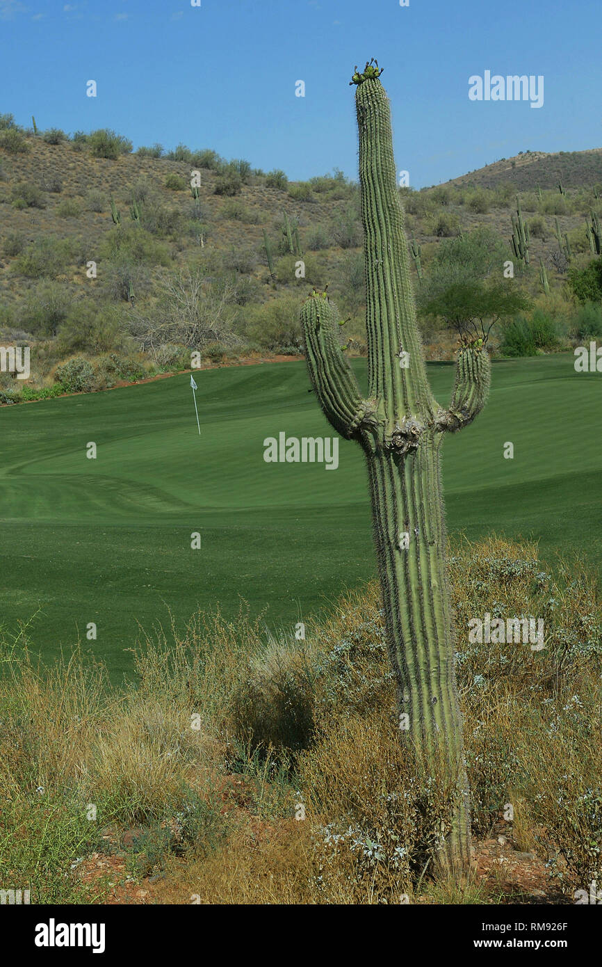 saguaro cacti surround the putting green on an Arizona golf course ...