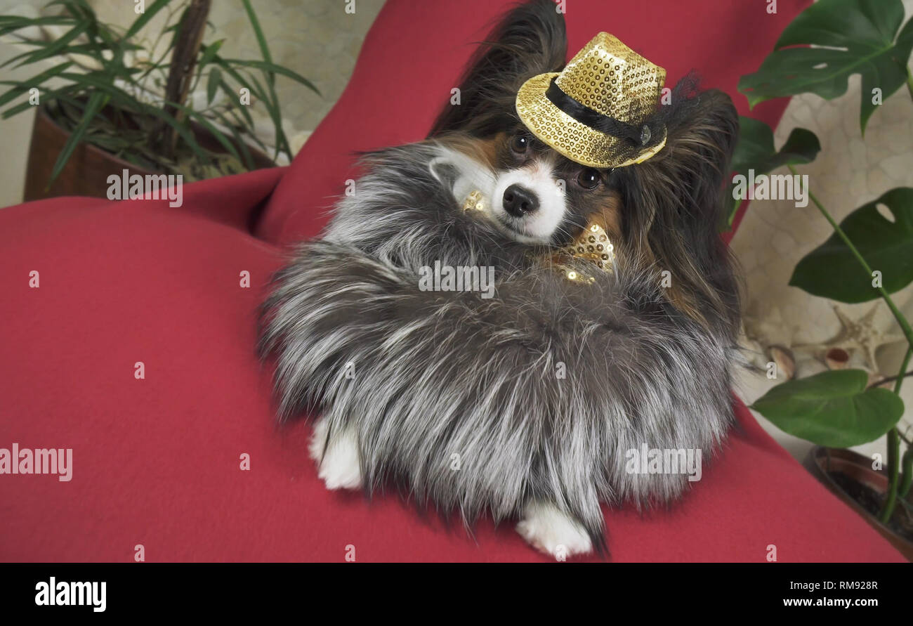 Papillon dog costume hi-res stock photography and images - Alamy