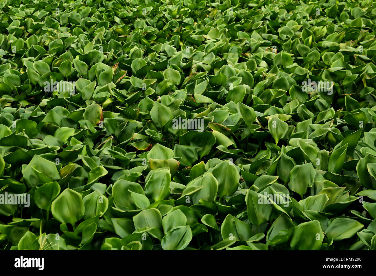 Photo of accumulated common water hyacinth in a fresh water lake Stock ...