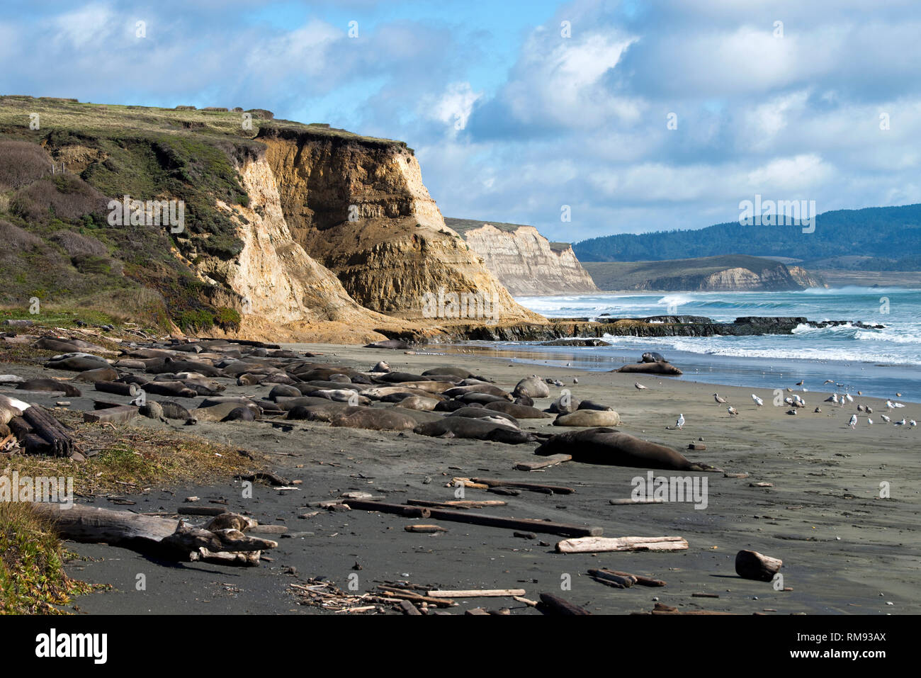 Elephant seals on Drakes Beach, Point Reyes, California Stock Photo - Alamy
