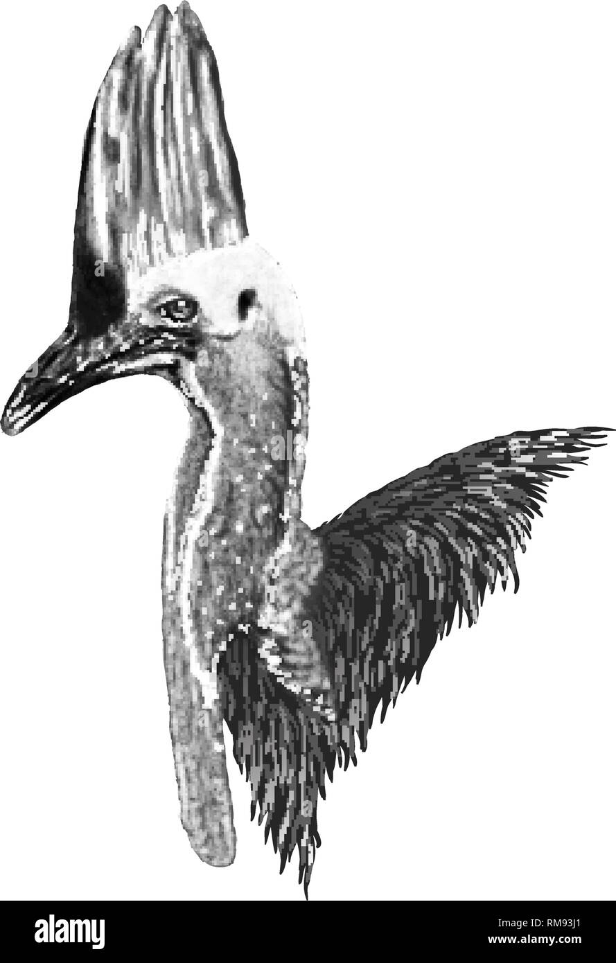 Cassowary vector drawing isolated against white background Stock Vector ...