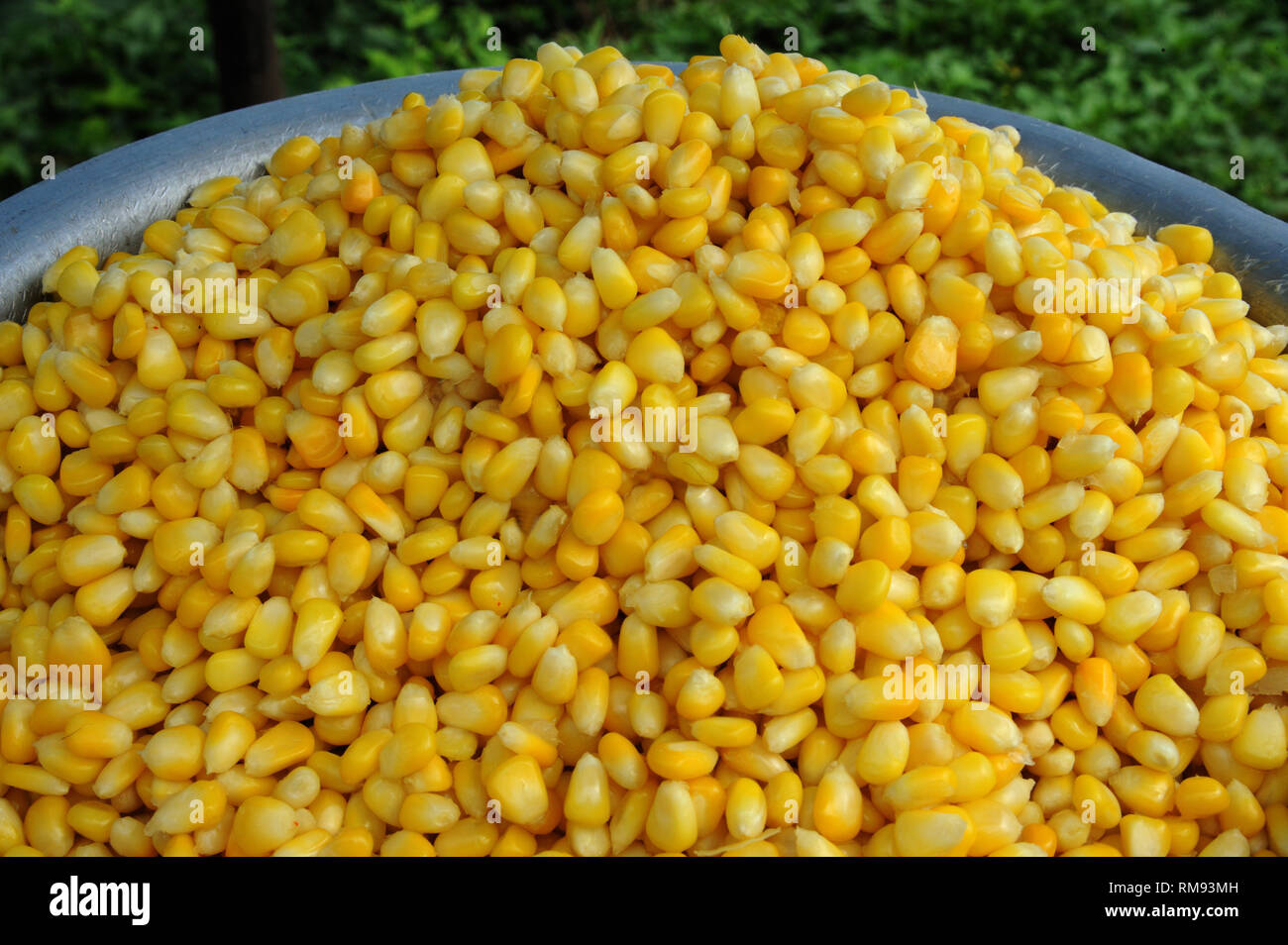 Indian corn yellow hi-res stock photography and images - Alamy