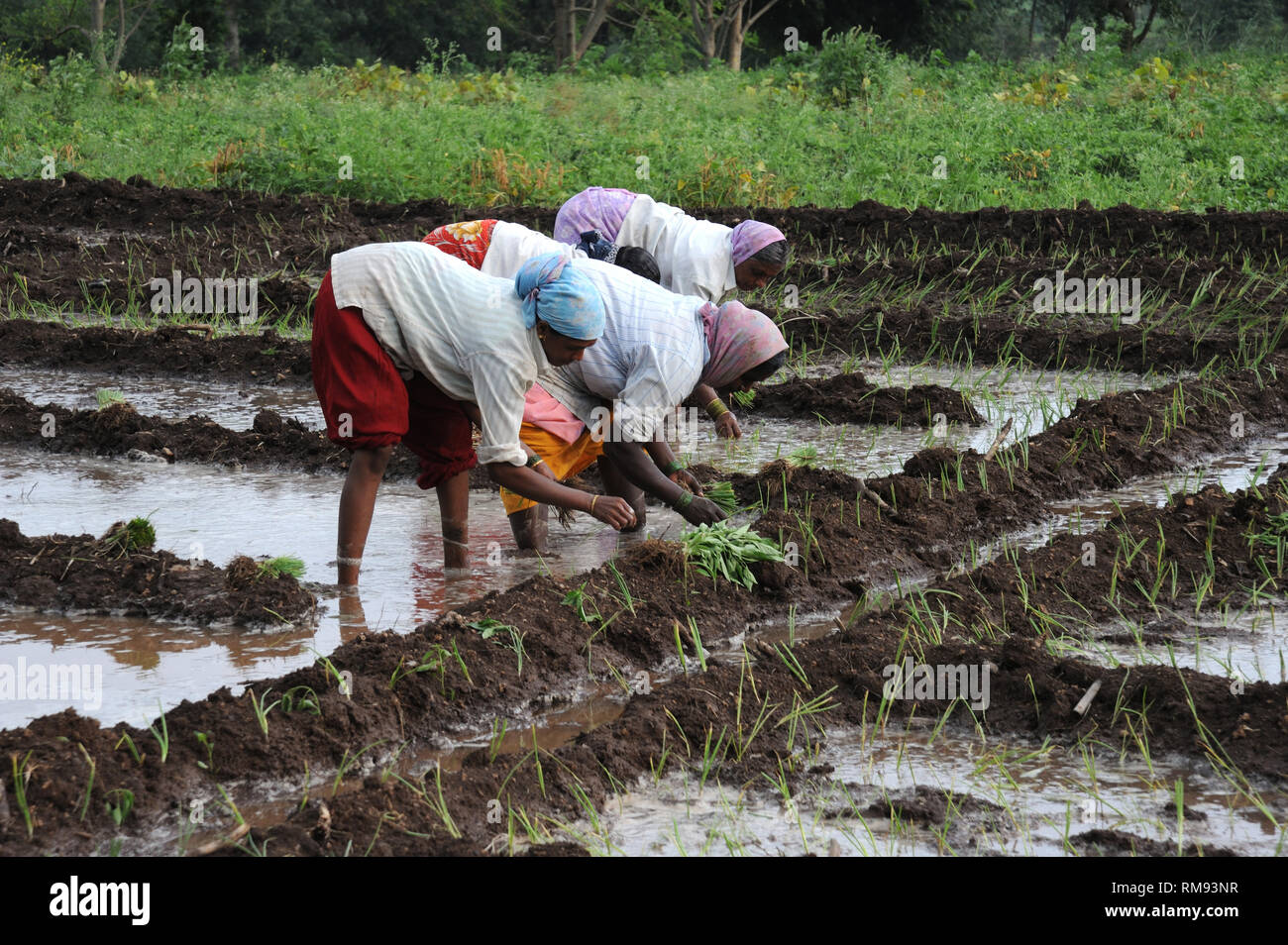 women planting rice saplings in paddy field, Pune, Maharashtra, India ...