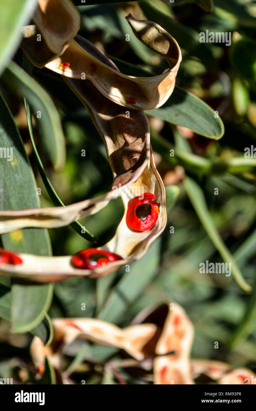 Red-eyed Wattle (Acacia cyclops) seed pods Stock Photo - Alamy