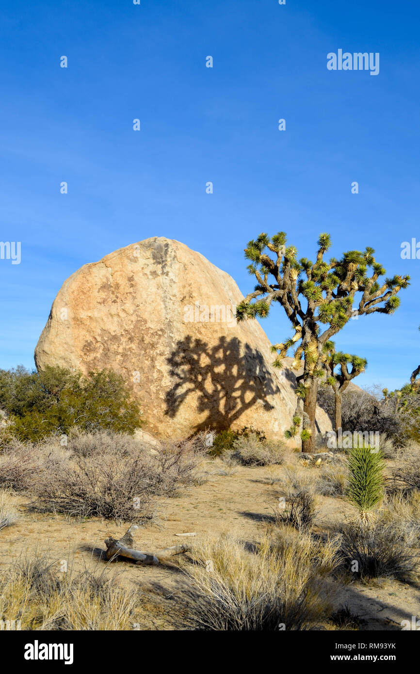 Joshua tree casting a shadow on a boulder, Joshua Tree National Park ...