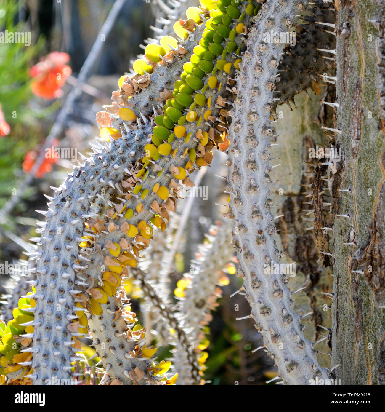 Didierea madagascariensis octopus tree hi-res stock photography and ...
