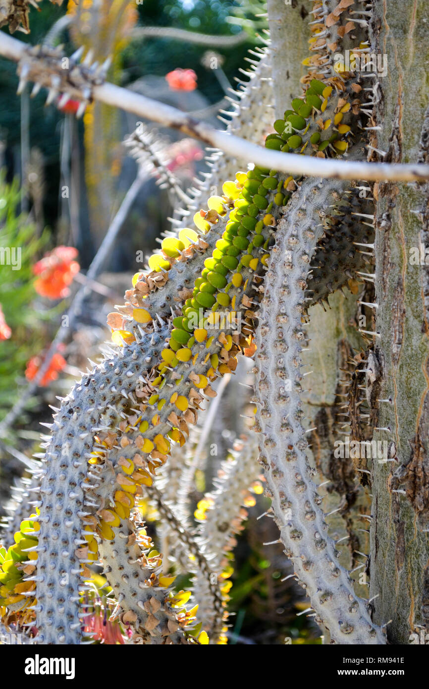 Octopus tree didierea madagascariensis hi-res stock photography and ...