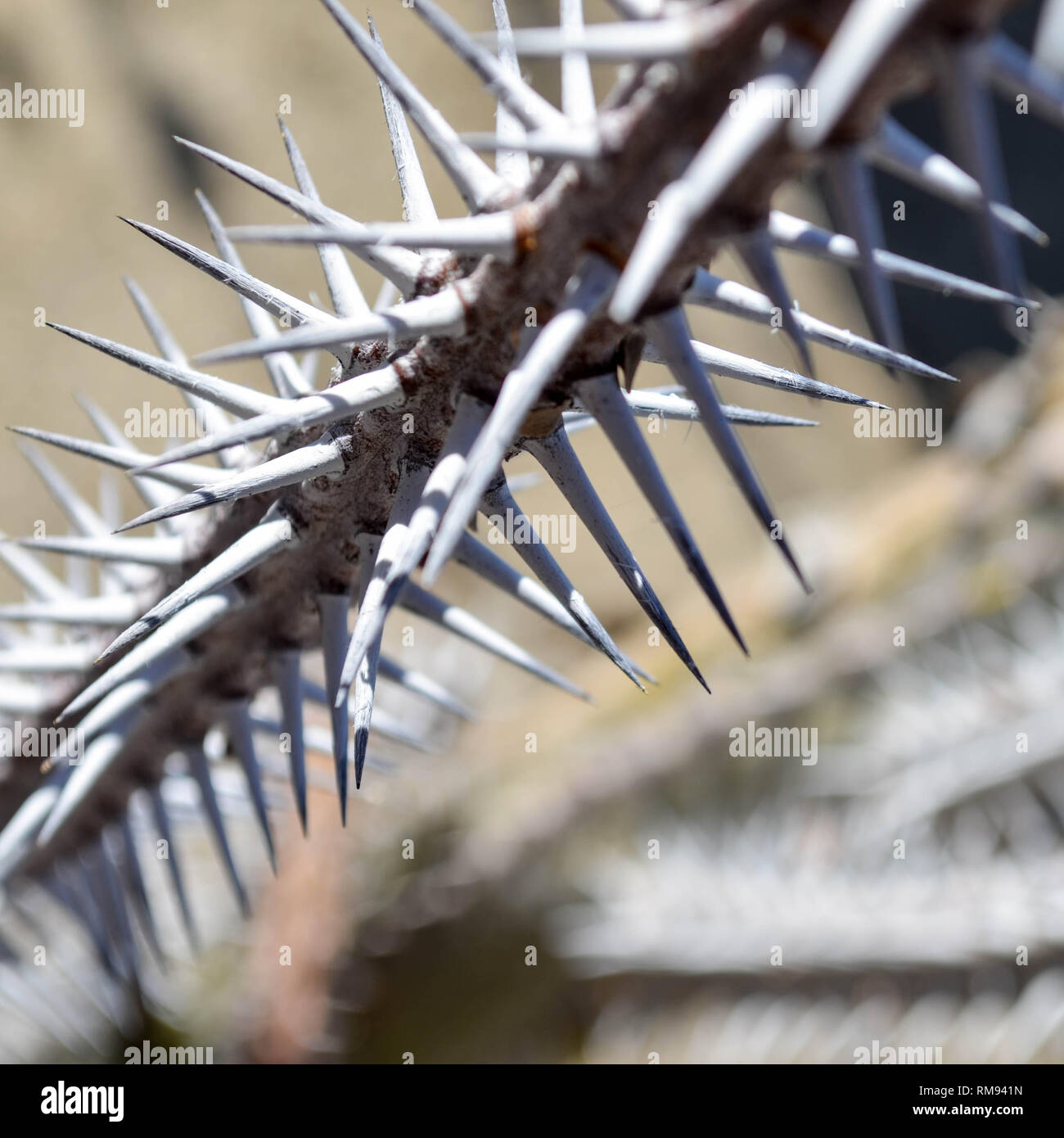 Madagascar Octopus Tree (Didierea madagascariensis) spines on older ...