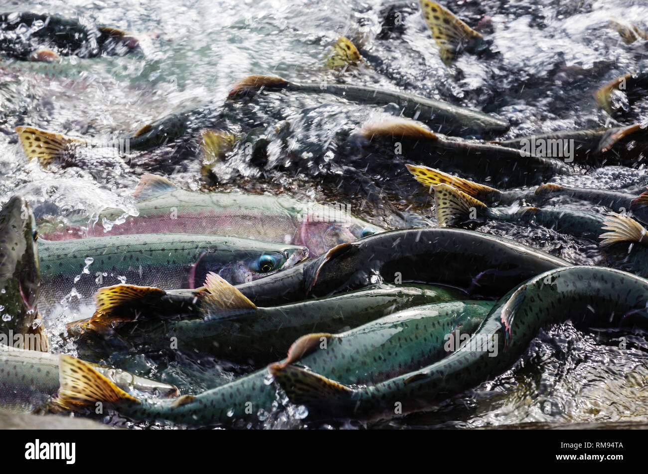 salmon spawning in Alaska river Stock Photo - Alamy