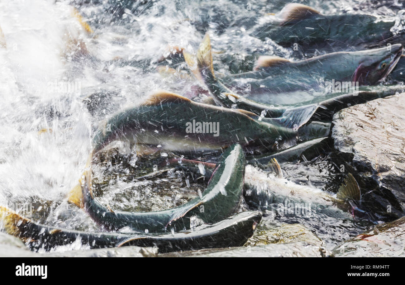 salmon spawning in Alaska river Stock Photo - Alamy