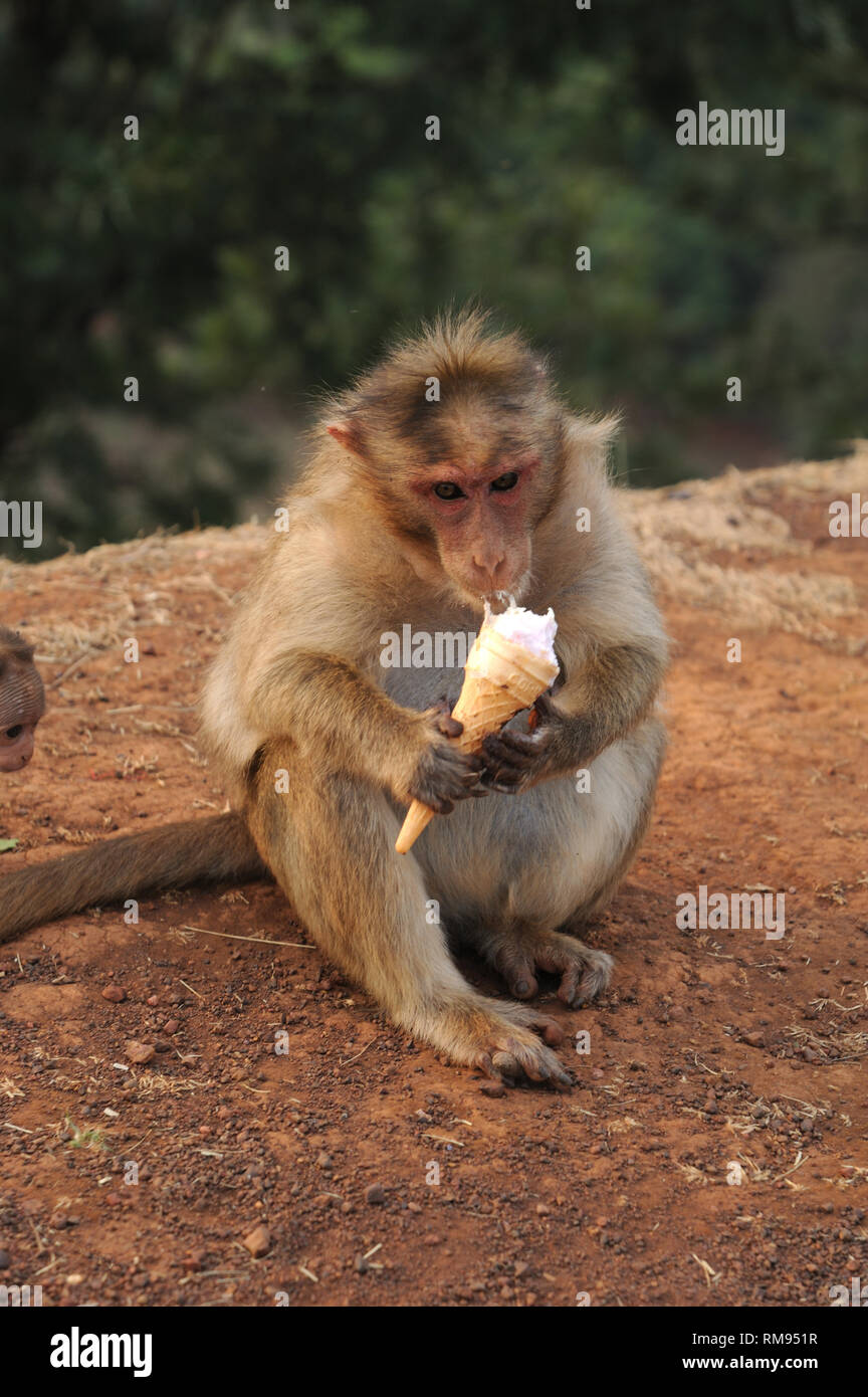 Monkey with ice cream hi-res stock photography and images - Alamy
