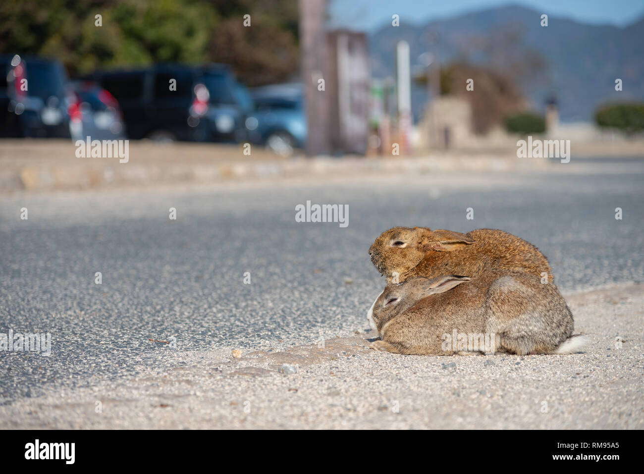 Cute wild rabbits on Okunoshima Island in sunny weaher, as known as the ...