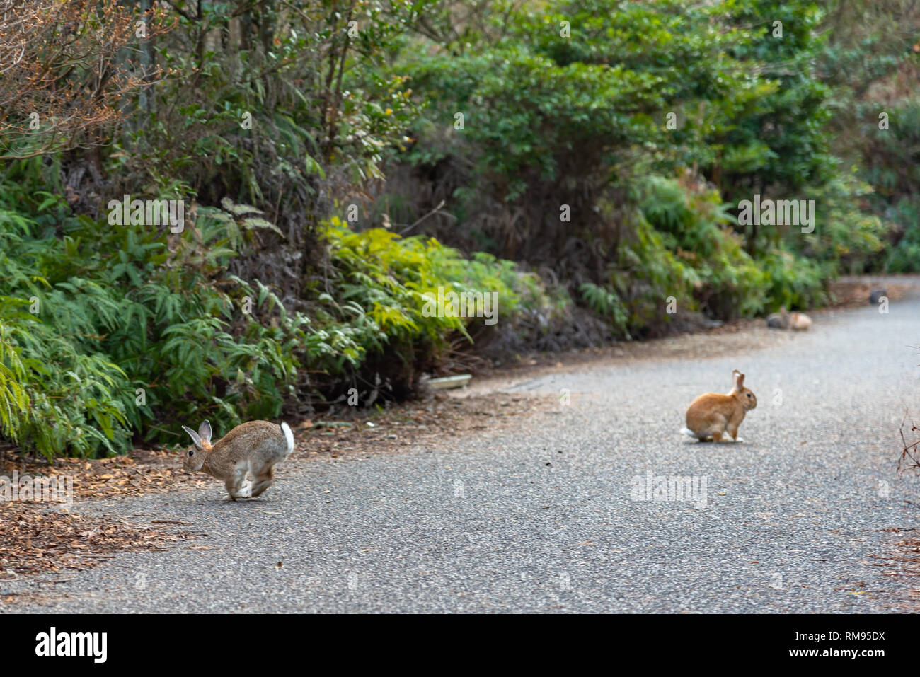 Cute wild rabbits on Okunoshima Island in sunny weaher, as known as the ...