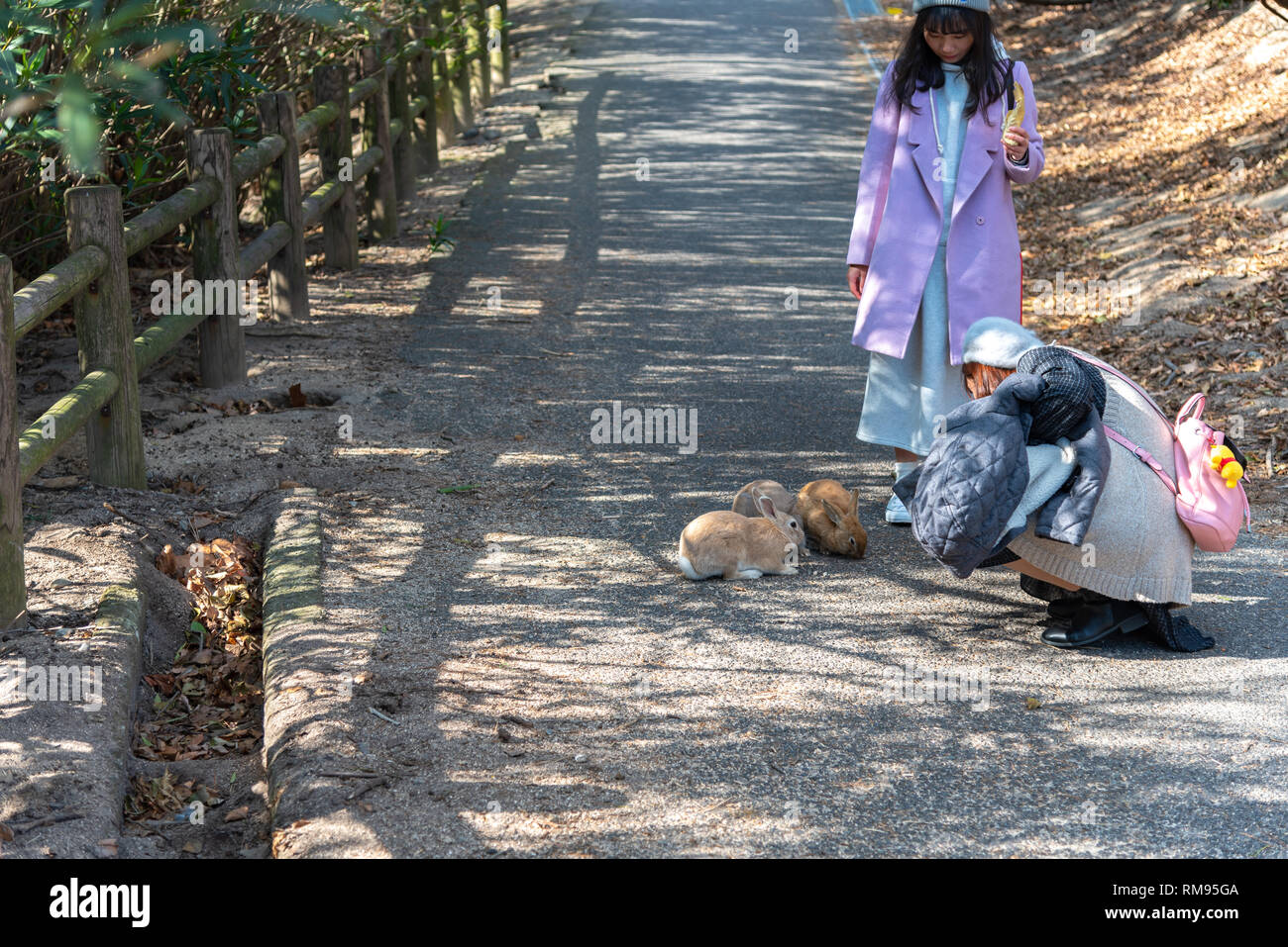 Cute wild rabbits on Okunoshima Island in sunny weaher, as known as the ...