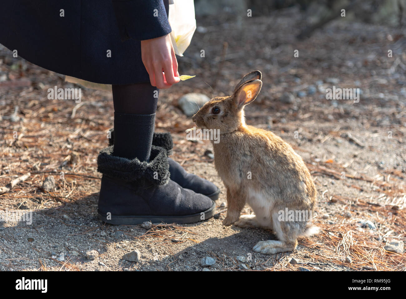 Cute wild rabbits on Okunoshima Island in sunny weaher, as known as the ...