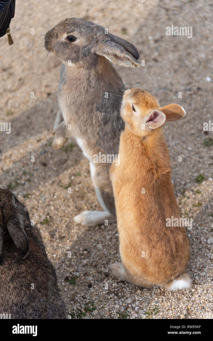 Cute wild rabbits on Okunoshima Island in sunny weaher, as known as the ...