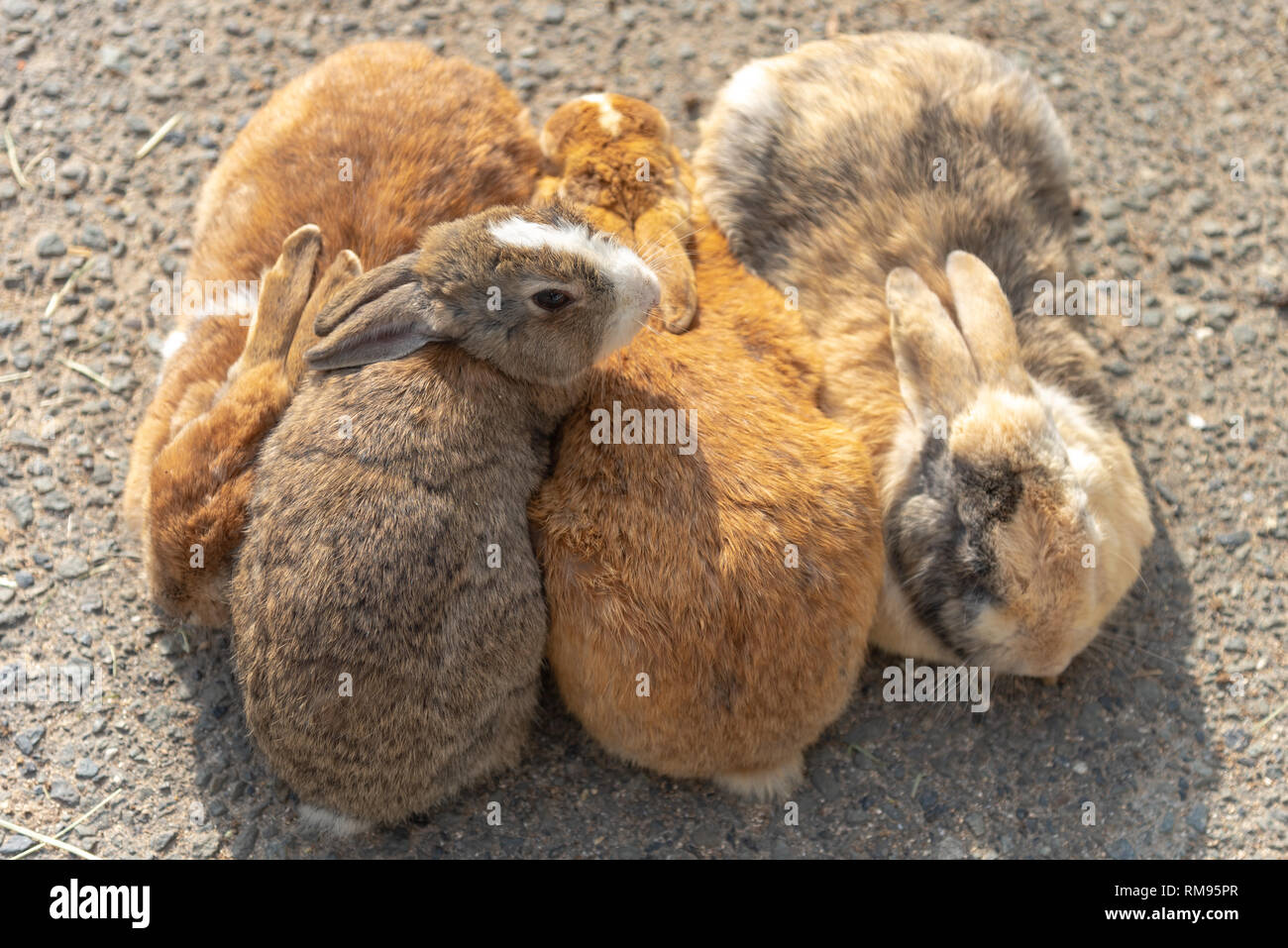 Cute wild rabbits on Okunoshima Island in sunny weaher, as known as the ...